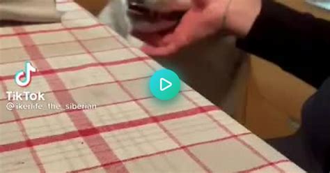 Still My Favorite Husky Video Sound Album On Imgur