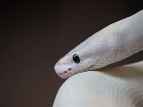 Blue Eyed Leucistic Ball Python Care The Full Guide