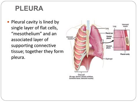 Pleura And Pleural Cavity Copy Pptx