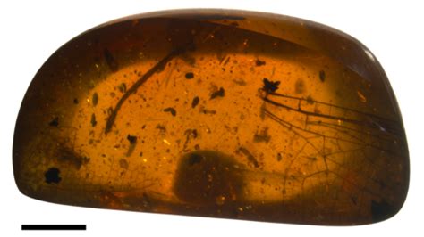 Burmese Amber Wikipedia