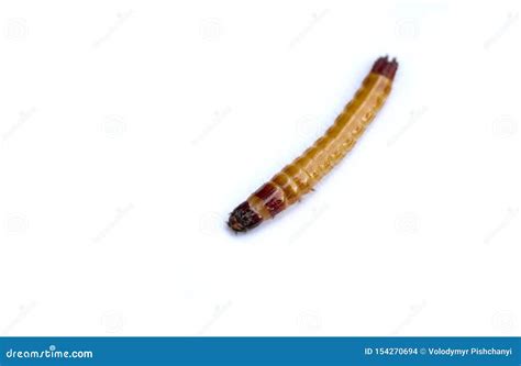 Wireworm Larva Of The Click Beetle Isolated On White Background