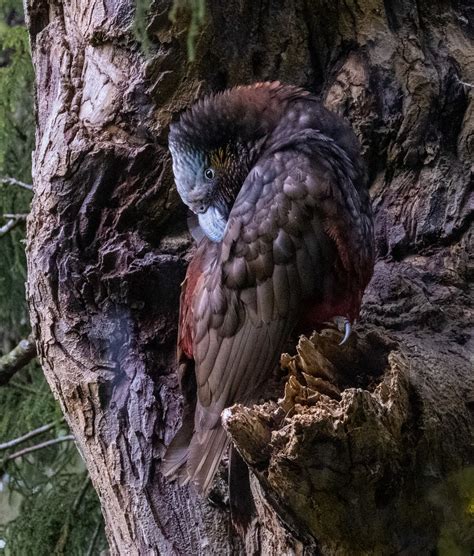 New Zealand Kaka Bill Tucker Flickr