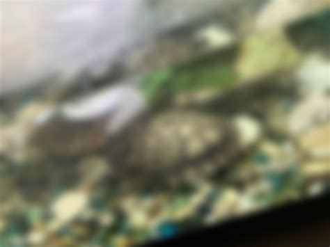 Turtle Shell Appears Discolored Rturtle