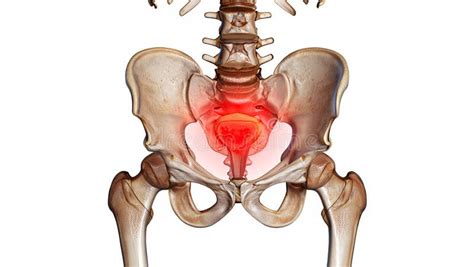 Medical Illustration Of The Bladder Within The Pelvic Bone Structure