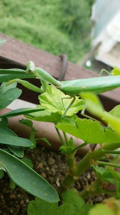 آخوندک Youtube