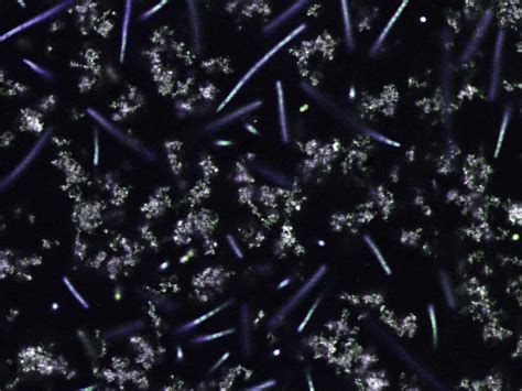 Confocal Scanning Laser Microscopy Cslm Consistence