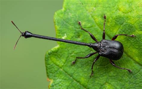 Giraffe Weevil Unique Insect Species