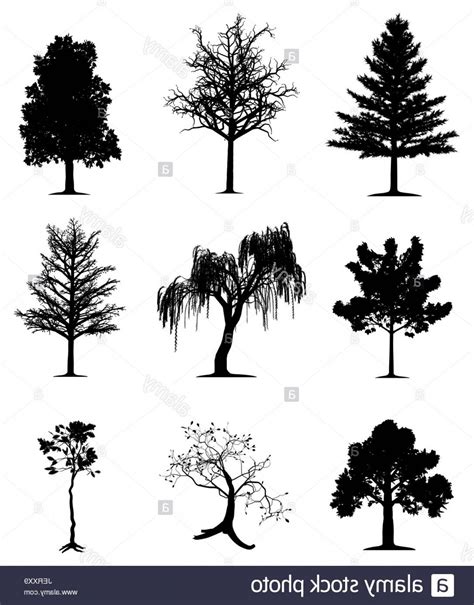 Weeping Willow Tree Vector At Getdrawings Free Download