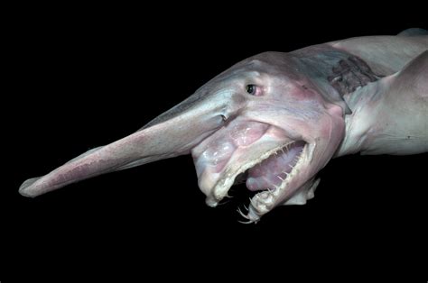 Pink Goblin Shark The Goblin Shark X10 Amazing Facts Habitat Diet
