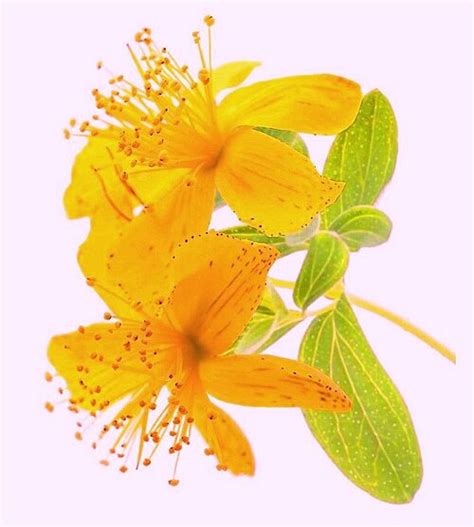 Hypericum Perforatum Wikipedia Hypericum Perforatum Wikipedia