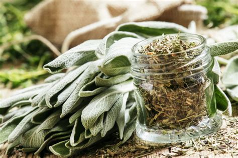 Preserving Sage 6 Different Methods And Uses Food Gardening Network