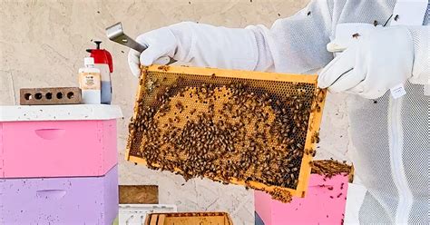 Time To Split How To Split A Beehive Ifas Helping To Grow Blog