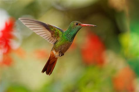 51 Of The Most Colorful Hummingbirds In The World Color Meanings