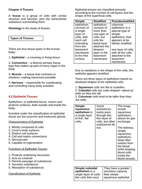 Chapter 4 Tissues Pdf Epithelium Connective Tissue