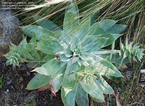 Plantfiles Pictures Dudleya Species Chalk Dudleya Chalk Lettuce