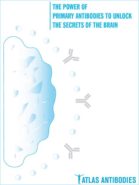 E Book The Power Of Primary Antibodies To Unlock The Secrets Of The Brain