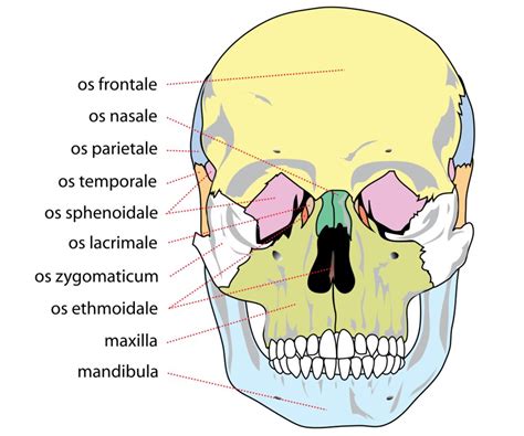 Anterior Skull Anatomy A Detailed Guide To Facial And Cranial Bones Anatomy Note