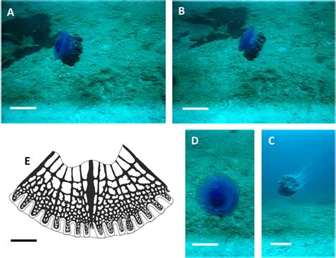 Cephea Cephea Forskål 1775 A E A And B Lateral View Of A Live