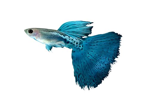 Metal Blue Grass Special Guppy Pair Aquatic Vision Aquarium