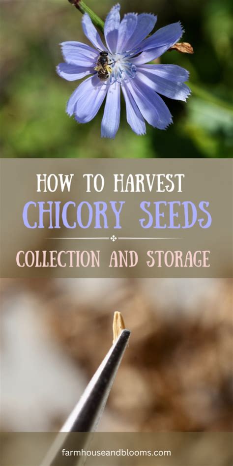 How To Harvest Chicory Seeds Collection And Storage Chicory