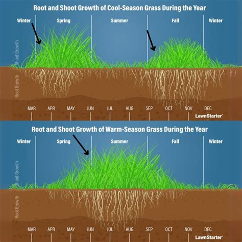 When To Dethatch Your Lawn