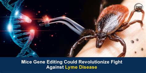 Mice Gene Editing Could Fight Against Lyme Disease