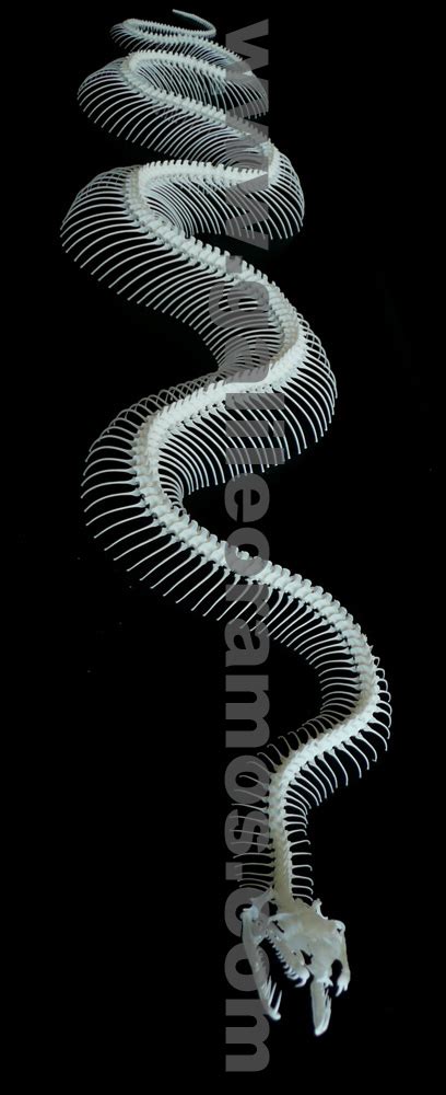 Boa Constrictor 2015b 120 Cm Skeleton Galileo Ramos Art With Skeletons