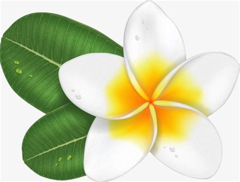 Vector Plumeria Png And Vector Frangipani Leaves Drawing Frangipani