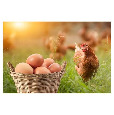 Complete Chicken Wheat Grass Fodder Grow Kit 10x20 Grow Container 3x Jute Grow Medium Cloth