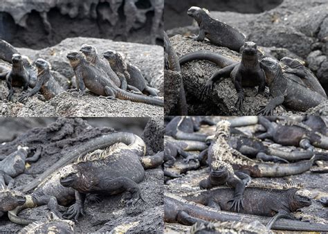 Photographing The Diverse Wildlife And Nature Of The Galápagos Islands