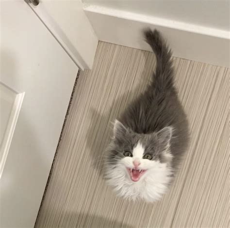 Miss Evey Has The Tiniest Scream Scrolller