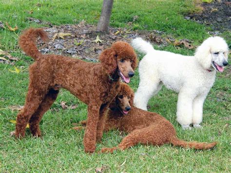 Standard Poodle All Big Dog Breeds