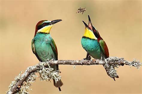 Und Hepp Foto And Bild Natur Tiere Vögel Bilder Auf Fotocommunity
