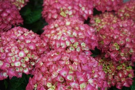 Hydrangea Macrophylla Seaside Serenade® Fire Island Hortfire