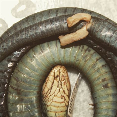 Snake Hemipenes