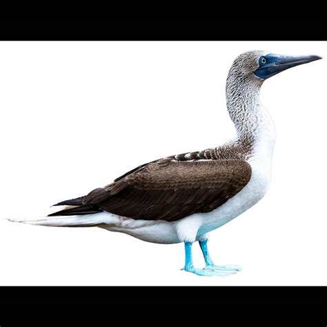 Blue Footed Booby Sula Nebouxii Identification Birda