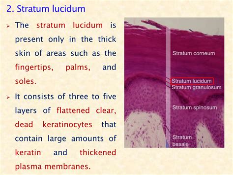 Skin Structure And Function Pptx