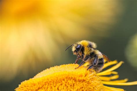 What Colors Do Bees Hate Guide For Gardeners