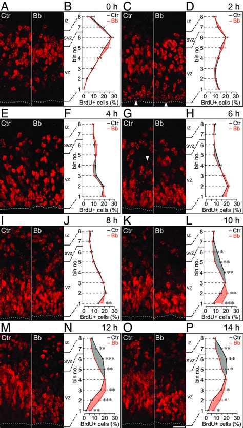 Low Blebbistatin Treatment Selectively Impairs Apical To Basal Nuclear