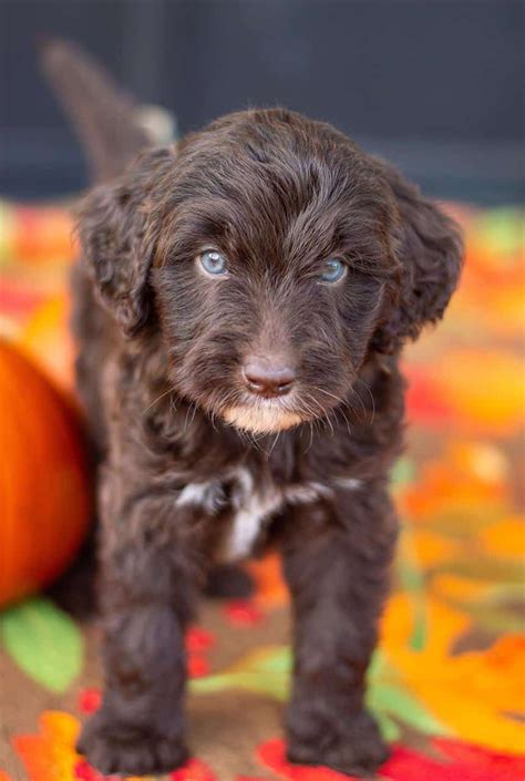 Chocolate Goldendoodle Traits Sizes Care And Breeder Tips