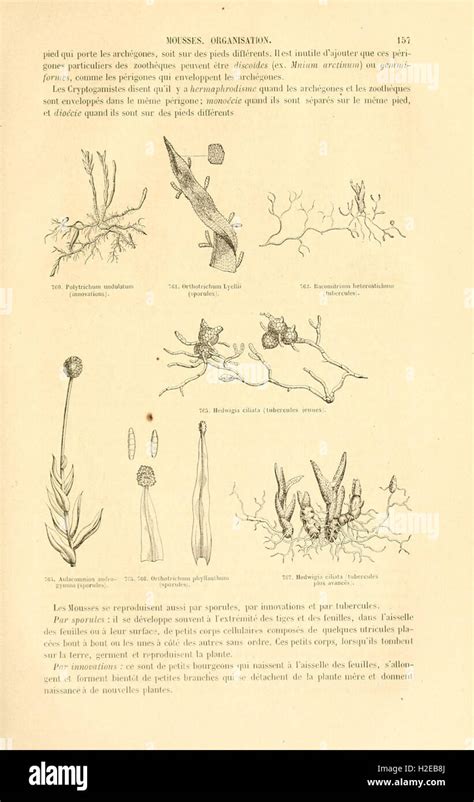 This Page From Botanique Cryptogamique Covers The Natural History And