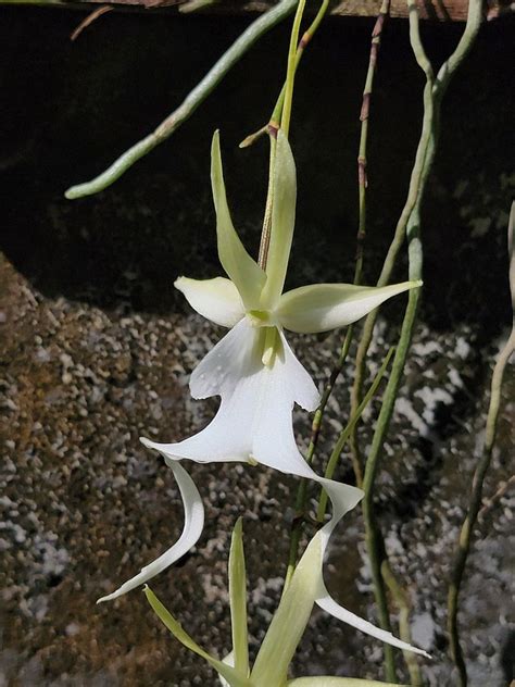 14 Extravagant Tropical Plants That Will Transform Your Greenhouse If