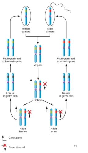 Genetics Exam 2 Chapter 19 Flashcards Quizlet