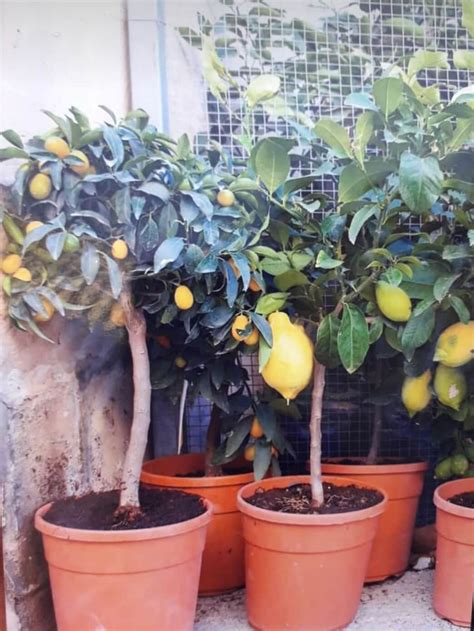 Mudas Para Vasos Mudas Firmiano Mudas Frutíferas E Plantas Ornamentais