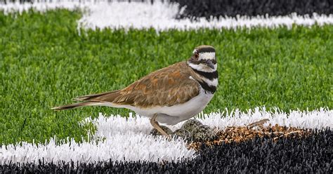 Nesting Killdeer Called For Delay Of Games Audubon