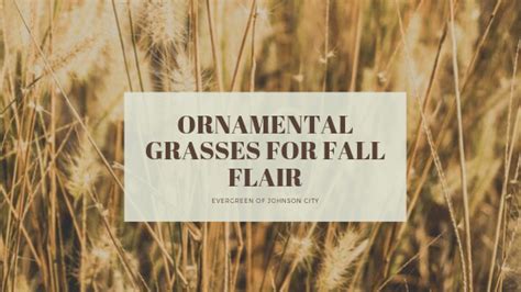 Ornamental Grasses For Fall Flair Evergreen Of Johnson City Tn