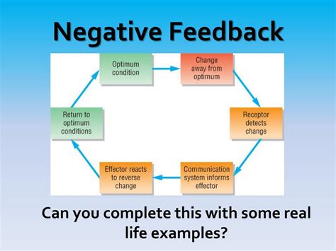 Example Of Negative Feedback System Sierrakery