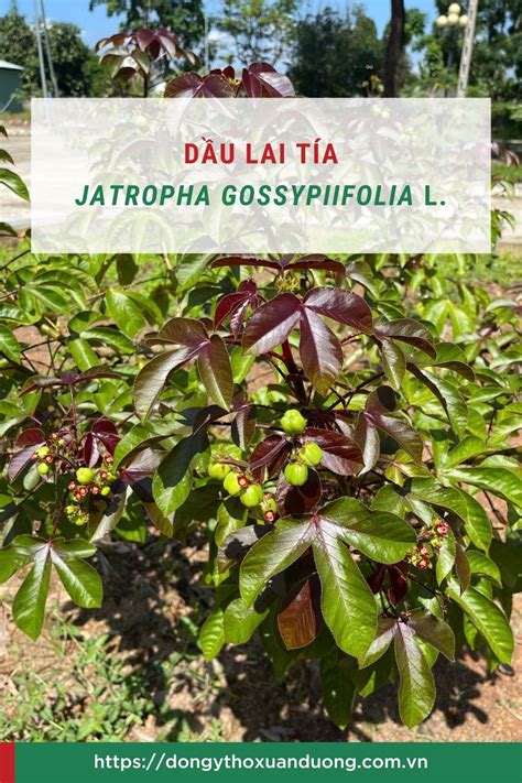 Jatropha Gossypiifolia L Dầu Lai Tía Trong 2025 Cây Bụi Cây Cỏ