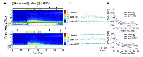 D Amphetamine Does Not Appreciably Alter The Spectral Content Of Pfc