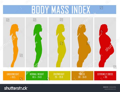Body Mass Index Bmi Different Types Stock Illustration 1925024996